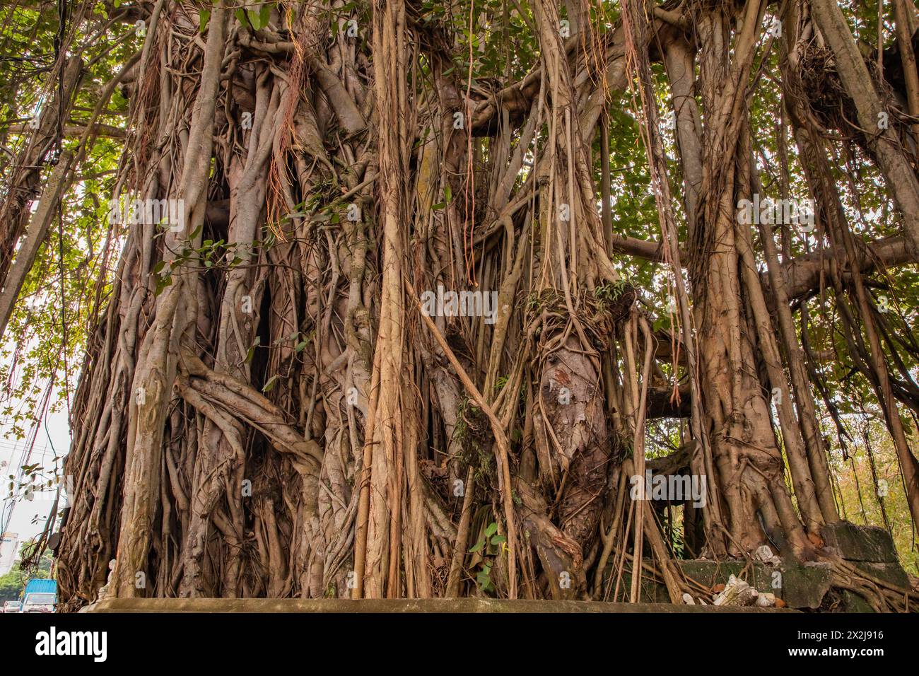 Close up view bodhi tree hi-res stock photography and images - Alamy