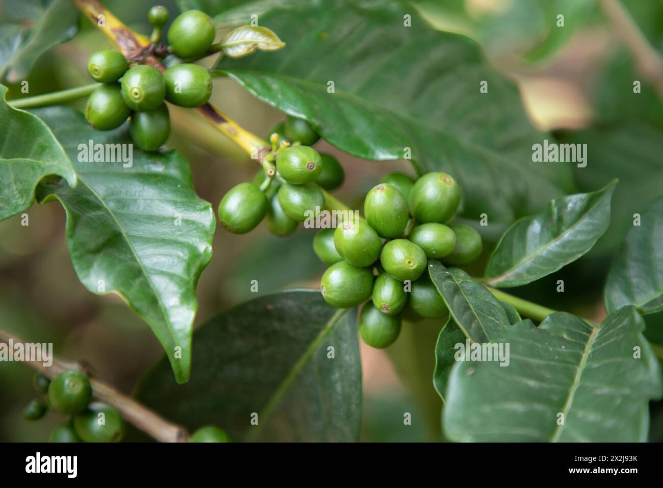 Coffee plants to mature. coffee beans ripen on a bush on a coffee ...