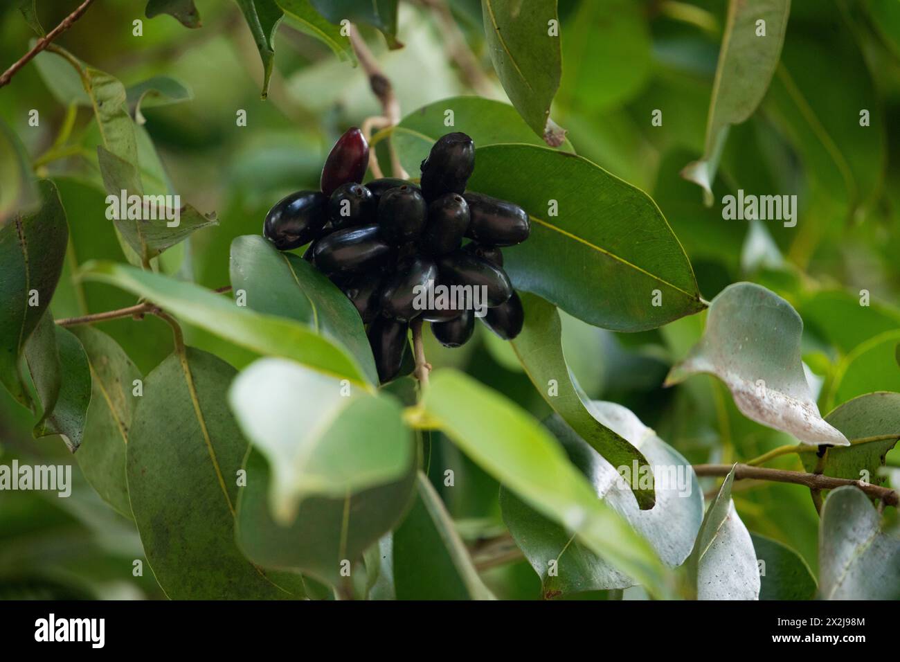 Fruit of Syzygium cumini, commonly known Malabar plum, Java plum, black ...