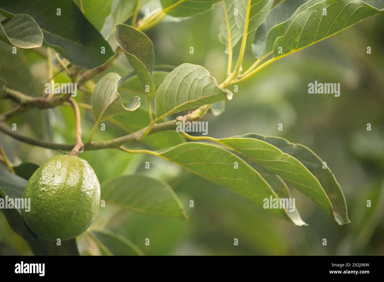 green Hass Avocados fruit hanging in the tree. green avocado fruits ...