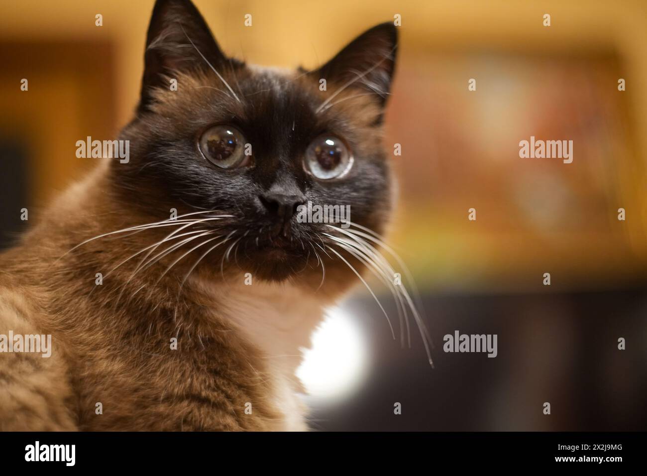 Cat high jump hi-res stock photography and images - Alamy
