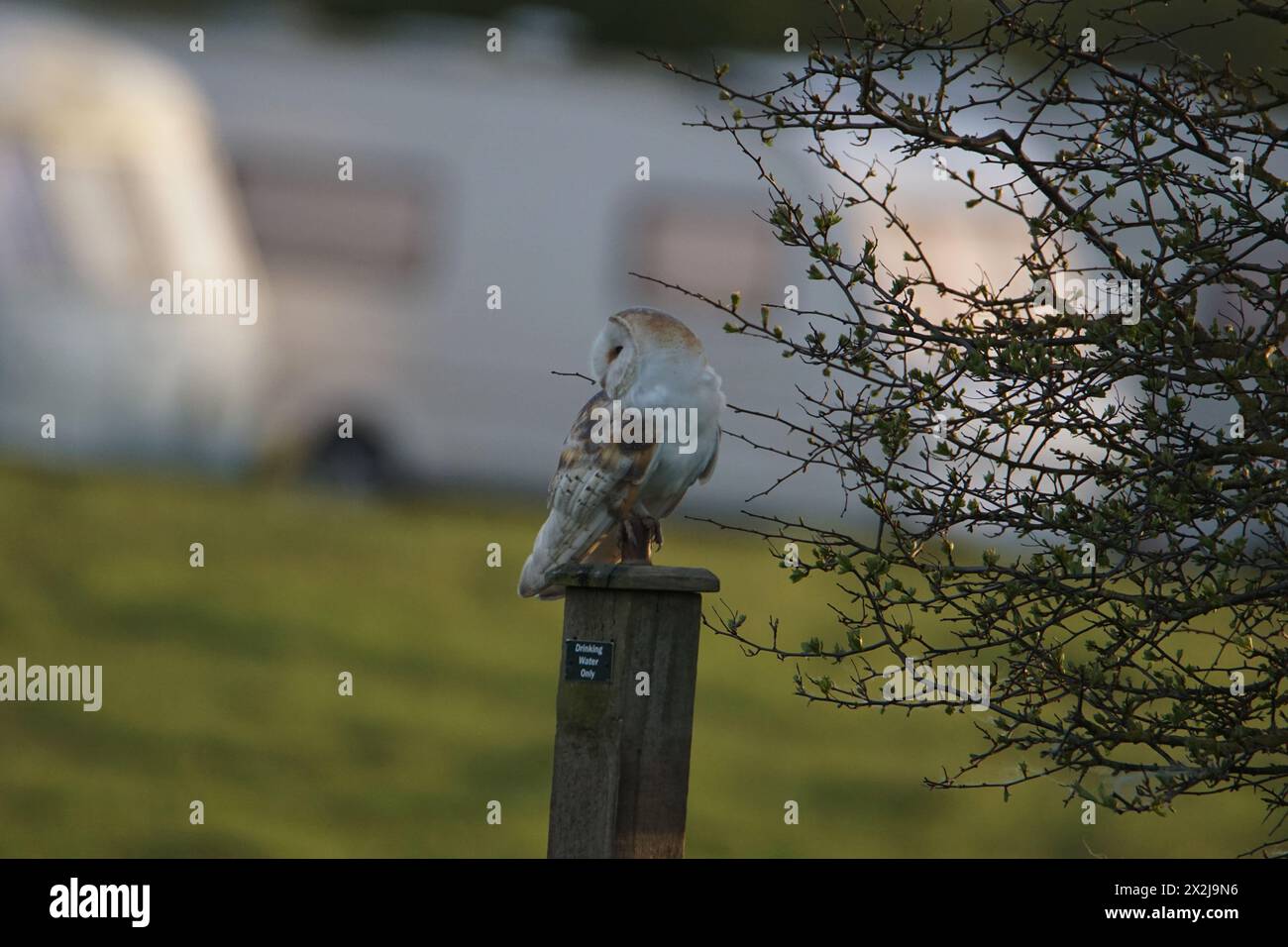 Barn Owl (Tyto alba) at Flamborough Head in the East Riding of ...