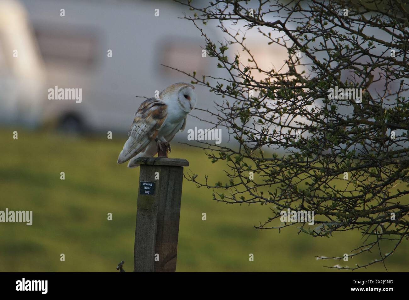 Barn Owl (Tyto alba) at Flamborough Head in the East Riding of ...