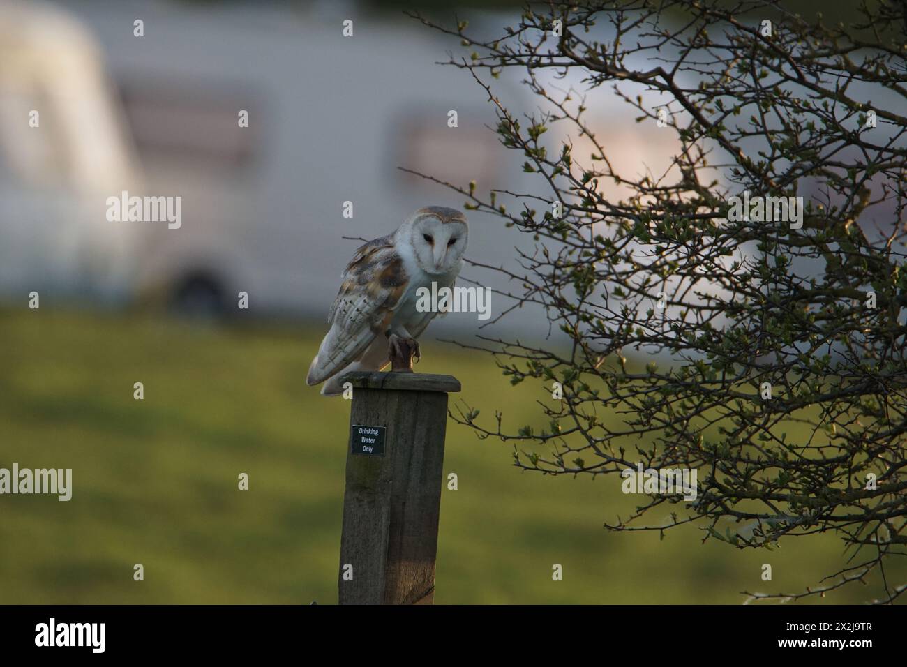 Barn Owl (Tyto alba) at Flamborough Head in the East Riding of ...