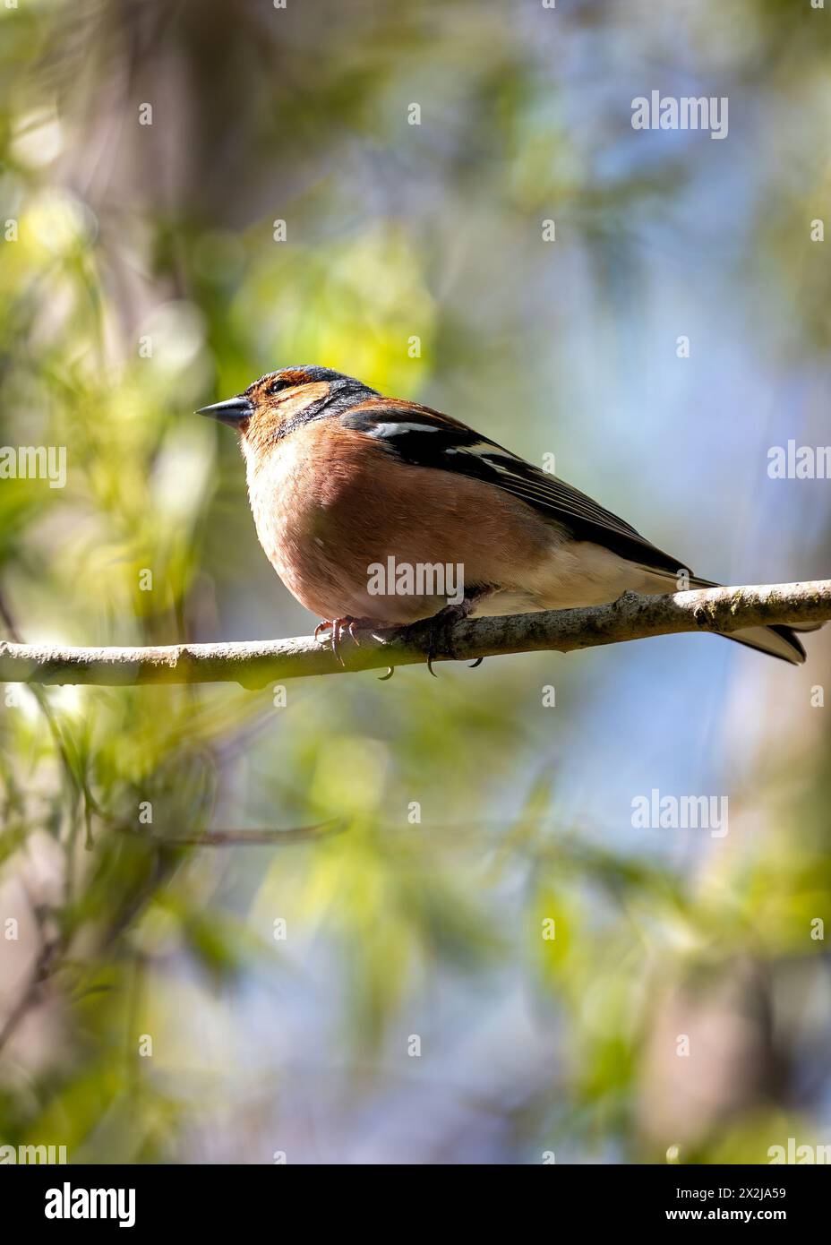 Male Chaffinch in Dublin's Botanic Gardens sings proudly, displaying ...