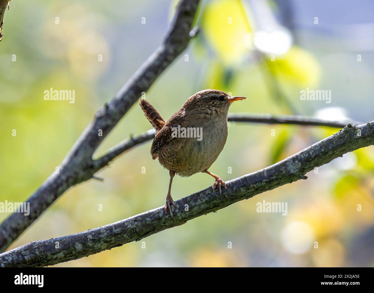 Tiny brown wren with a cocked tail searches for insects amongst the ...