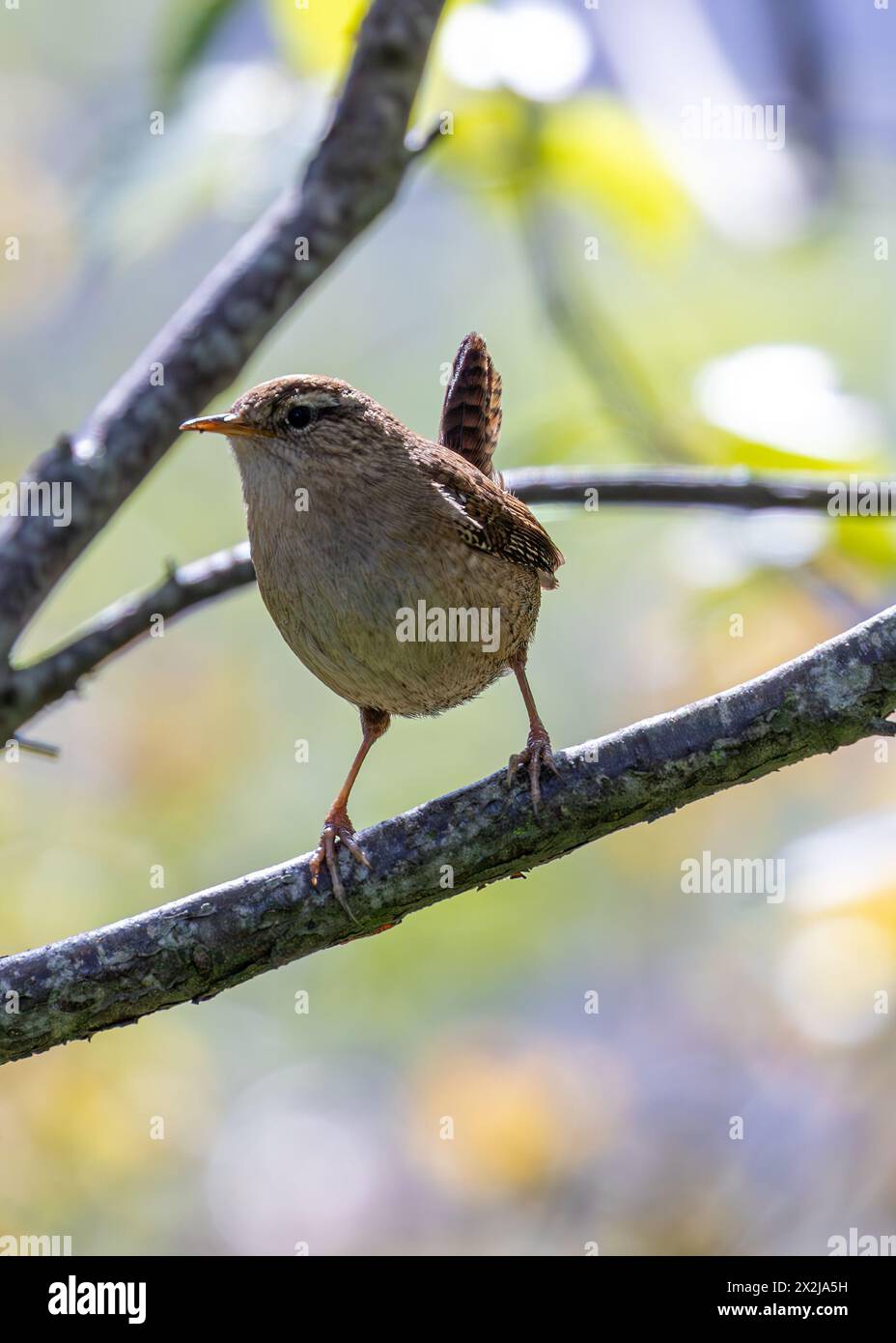 Tiny brown wren with a cocked tail searches for insects amongst the ...
