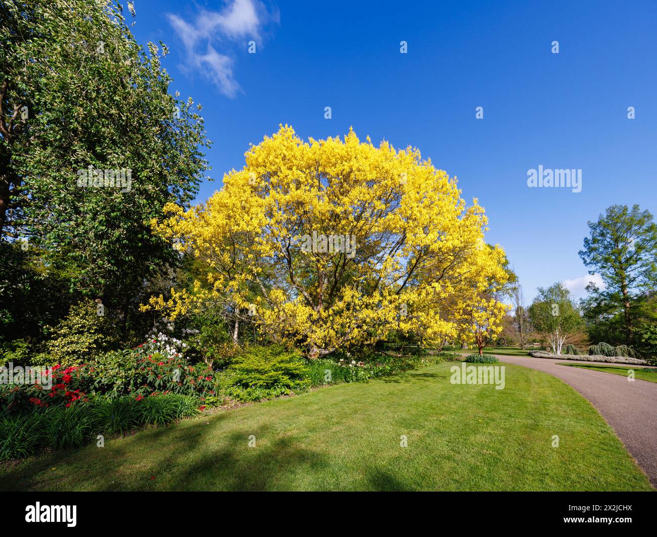 Fresh golden spring foliage of red oak Quercus rubra 'Aurea' in new ...