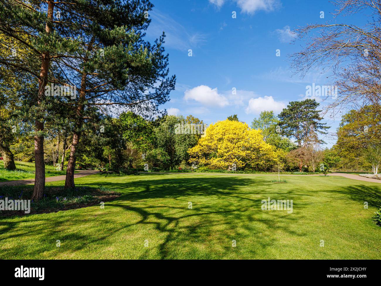 Fresh golden spring foliage of red oak Quercus rubra 'Aurea' in new ...