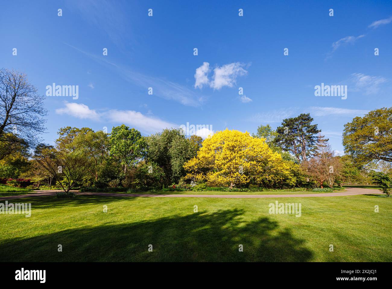 Fresh golden spring foliage of red oak Quercus rubra 'Aurea' in new ...