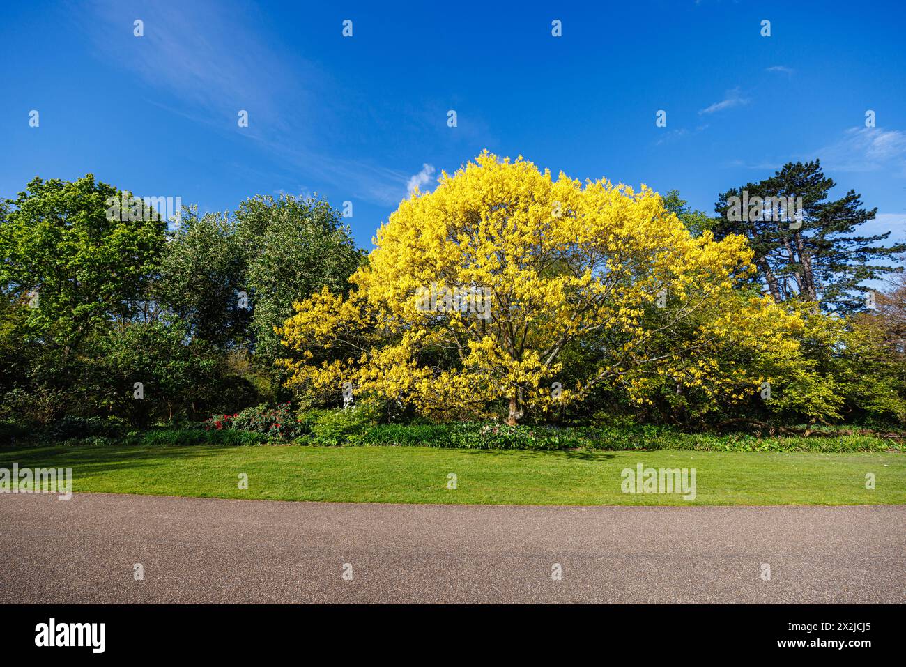 Fresh golden spring foliage of red oak Quercus rubra 'Aurea' in new ...