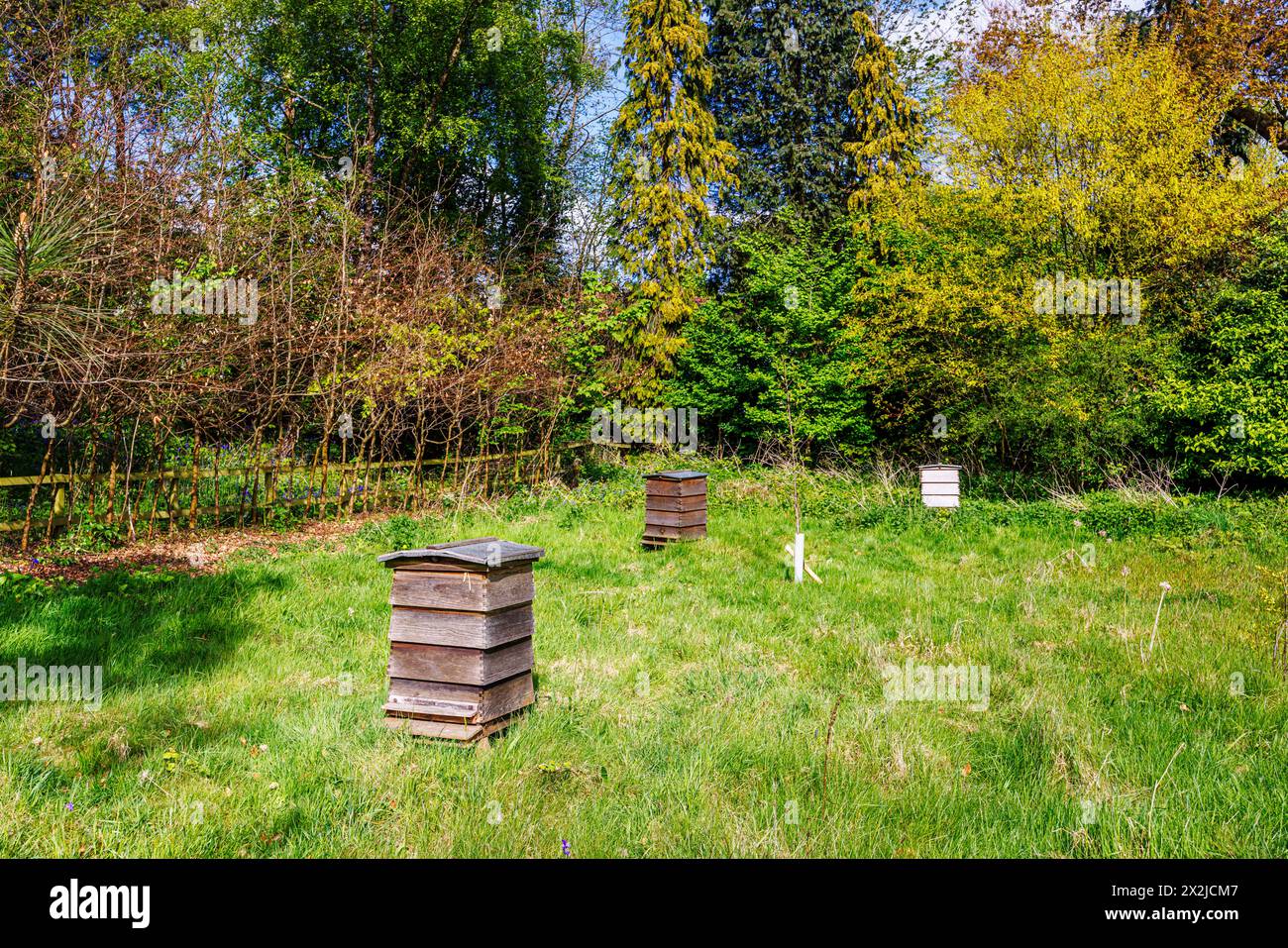 Traditional wooden beehives in the apiary in RHS Garden, Wisley, Surrey ...