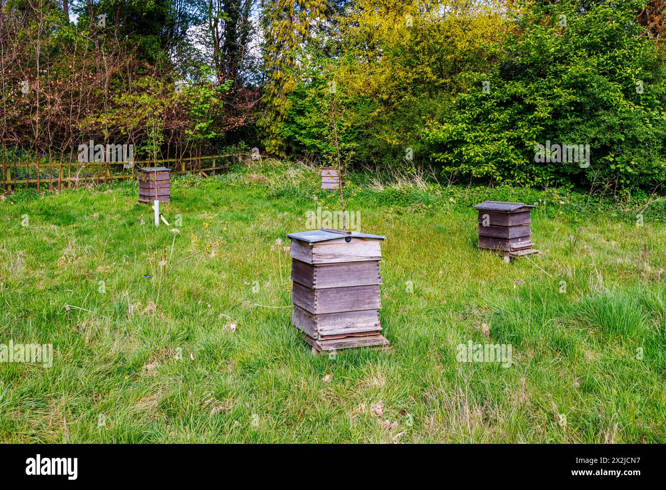 Traditional wooden beehives in the apiary in RHS Garden, Wisley, Surrey ...