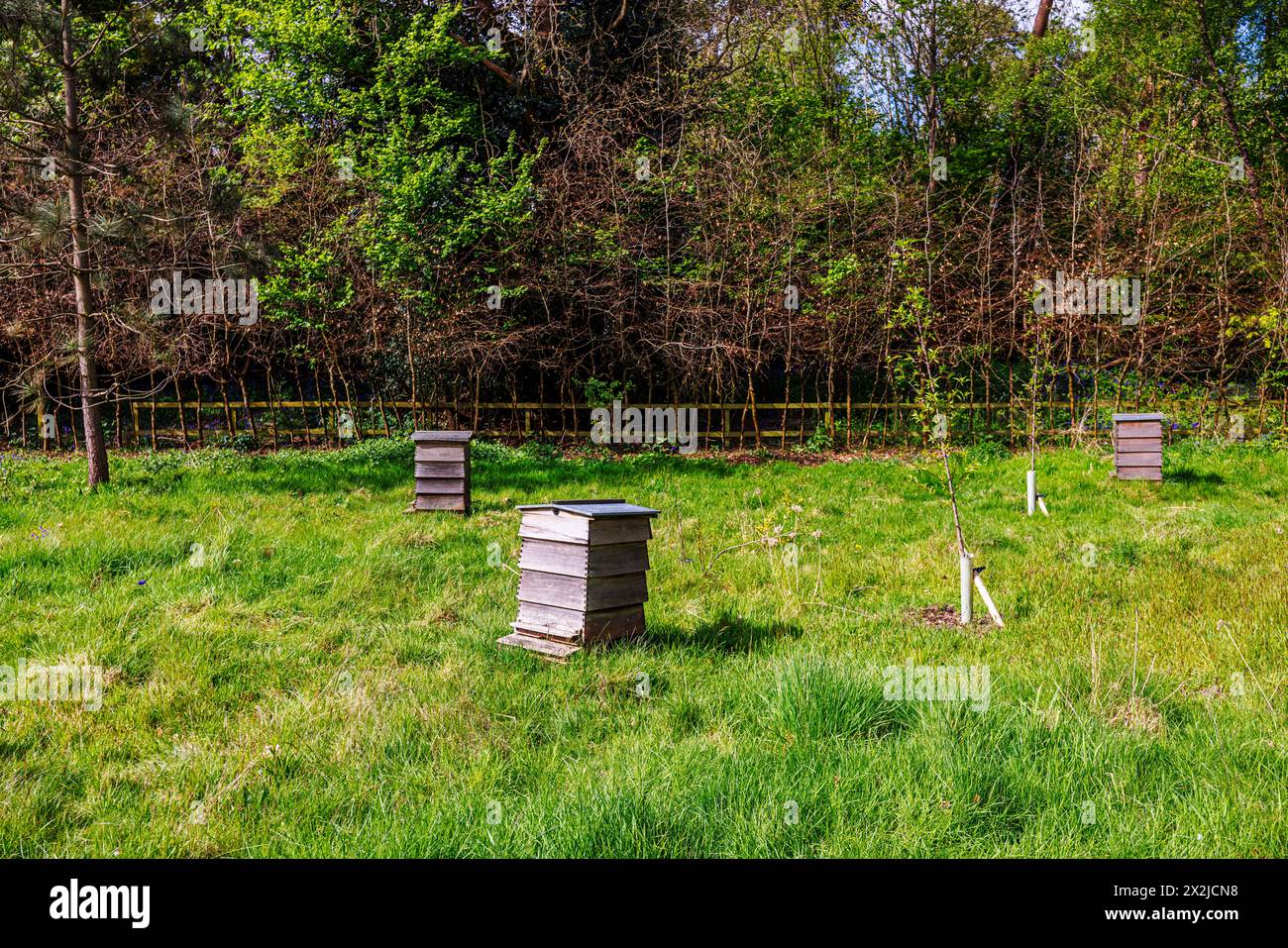 Traditional wooden beehives in the apiary in RHS Garden, Wisley, Surrey ...