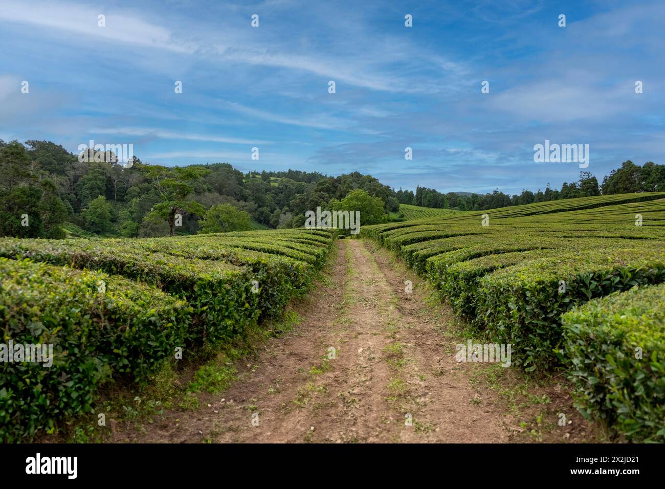 Gorreana Tea plantation in Sao Miguel island in the Azores, Portugal ...