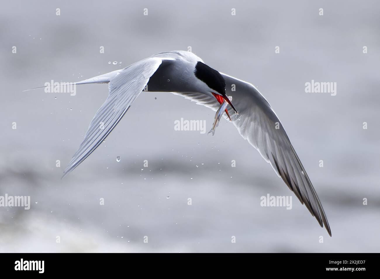 Common tern flying with a tiny freshly caught smelt fish in its peak at ...