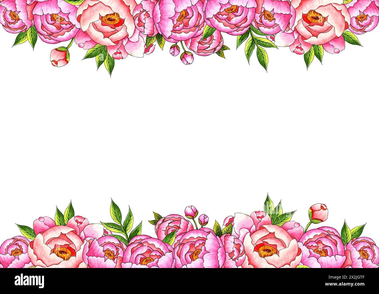 Watercolor illustration frame top and bottom border with pink peonies ...