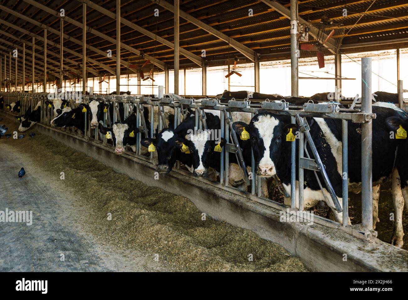 Modern stall hi-res stock photography and images - Alamy