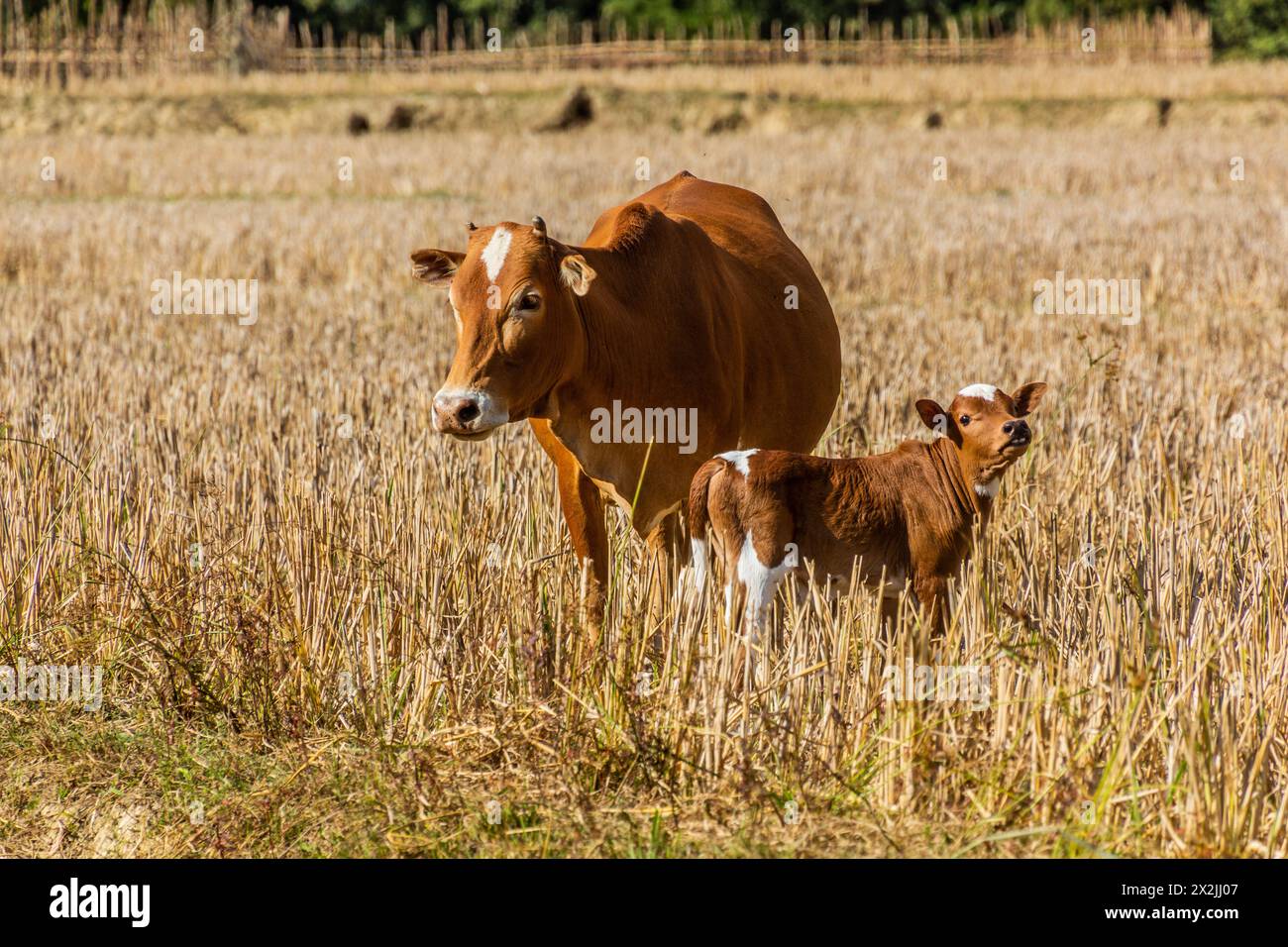 Cows in a rice stubble field near Muang Ngoi Neua village, Laos Stock ...