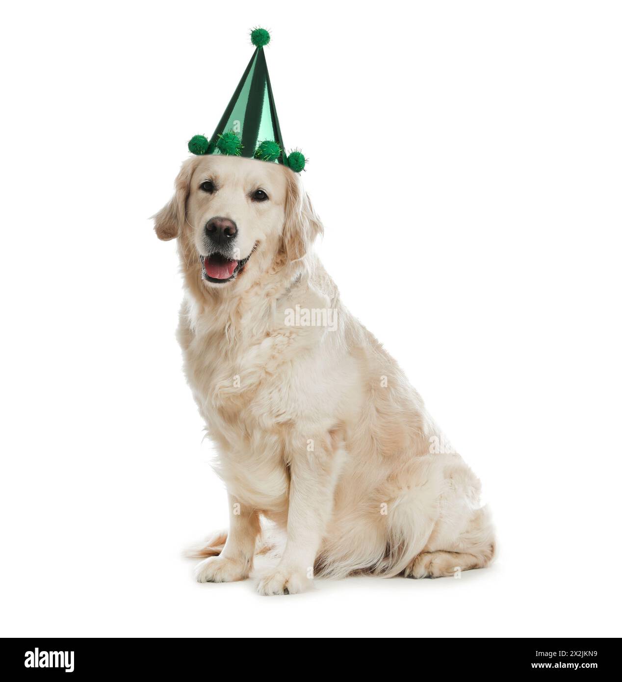 Cute dog with party hat on white background Stock Photo - Alamy