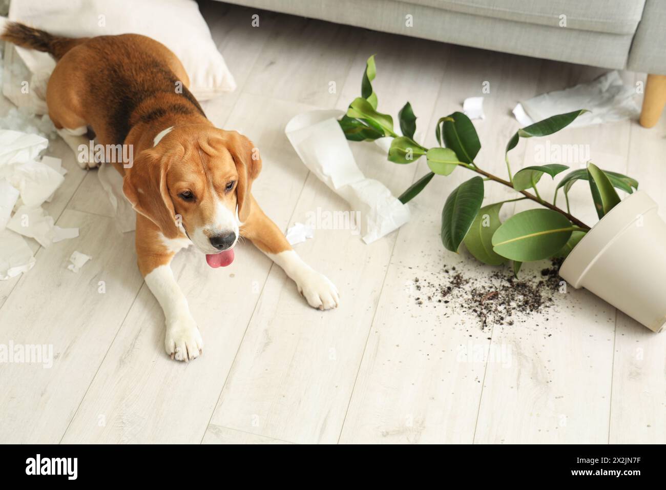 Naughty Beagle dog with torn pillows, toilet paper rolls and overturned ...