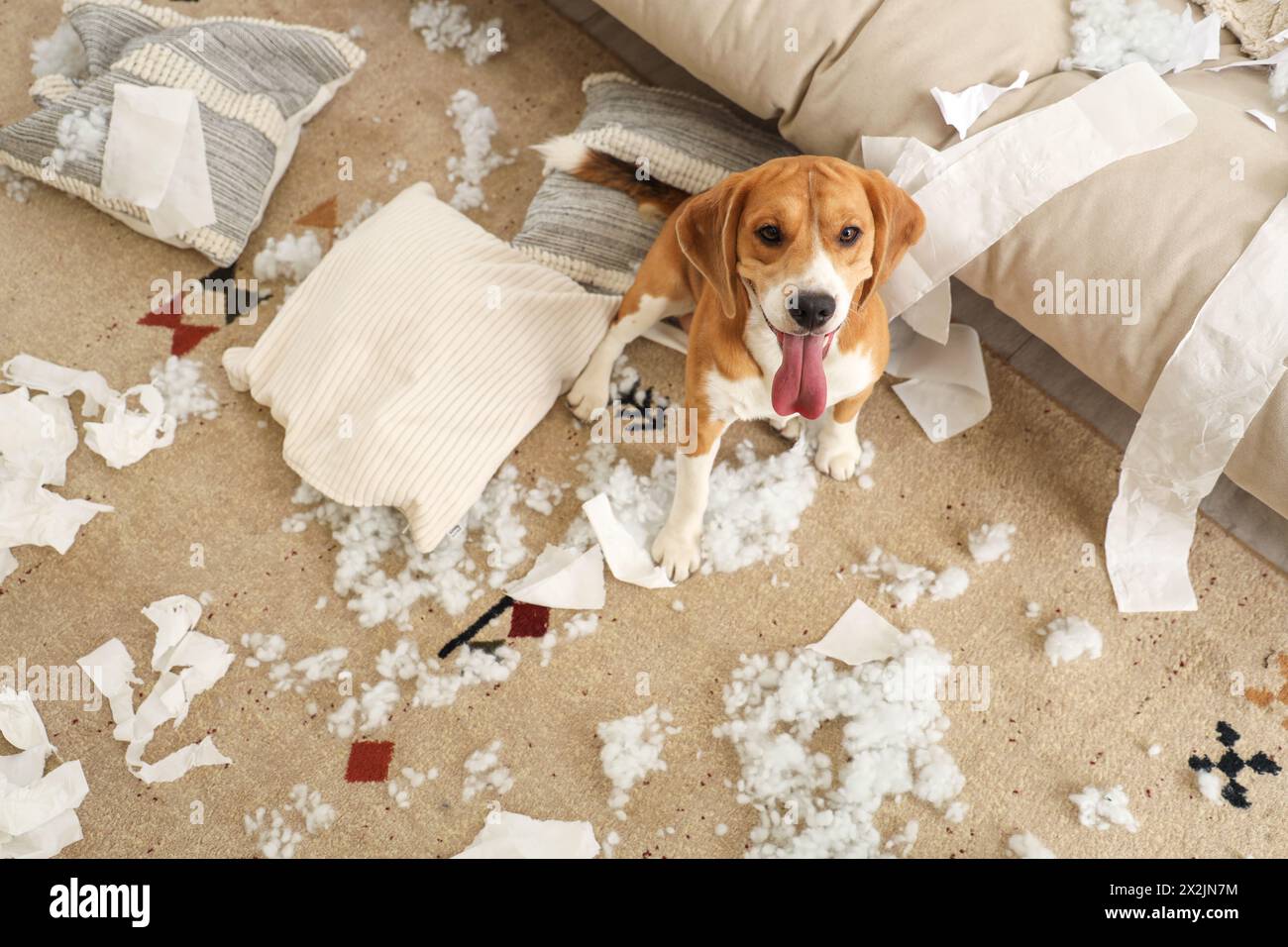 Naughty Beagle dog with torn pillows and toilet paper rolls sitting on ...