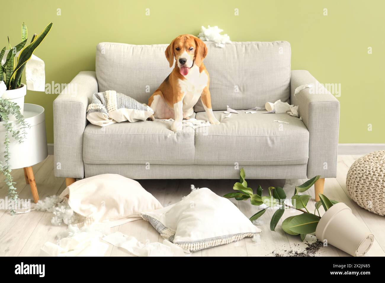 Naughty Beagle dog with torn pillows, toilet paper roll and overturned ...