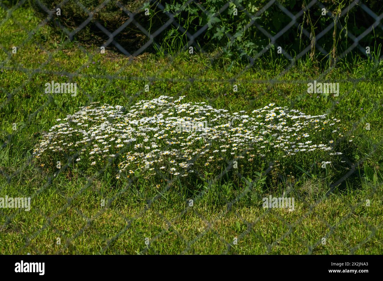 A bush of daisies in the field inside a fence with metal fence Stock ...