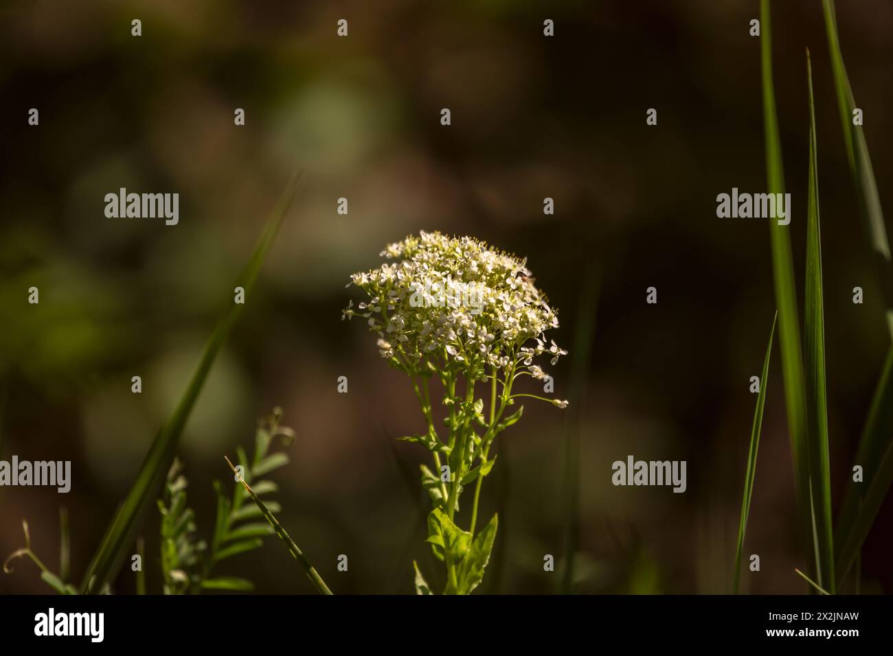 Obovate leaves hi-res stock photography and images - Alamy