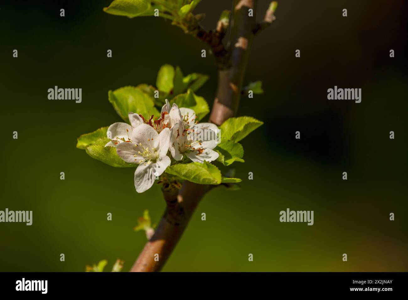 The flowers of the hawthorn are emitted in late spring (May to June in ...