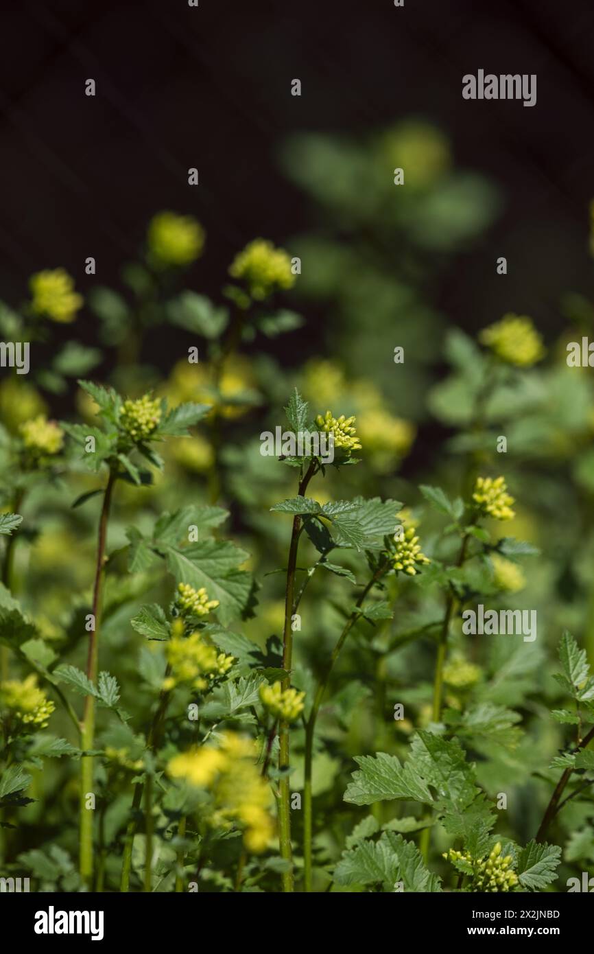 Reg vector hi-res stock photography and images - Alamy