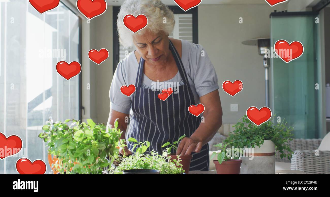 Image of red hearts over senior biracial woman potting plants at home ...