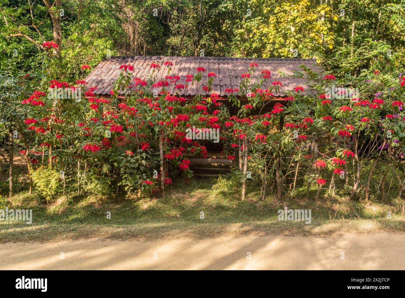Poinsettia village hi-res stock photography and images - Alamy
