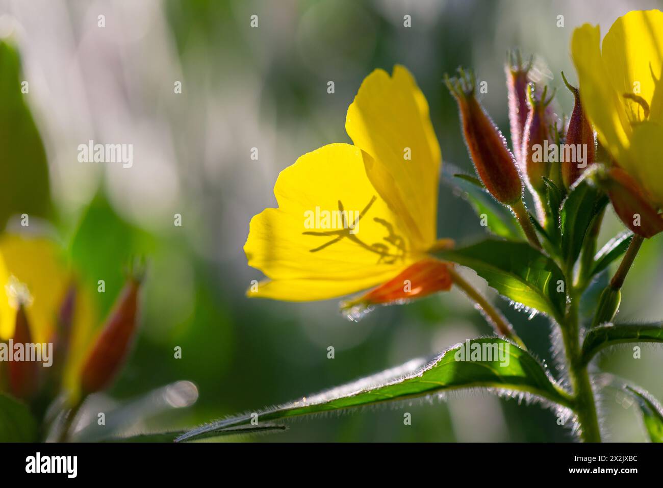 Yellow Prairie Sundrop (Oenothera pilosella) backlit by the setting sun ...