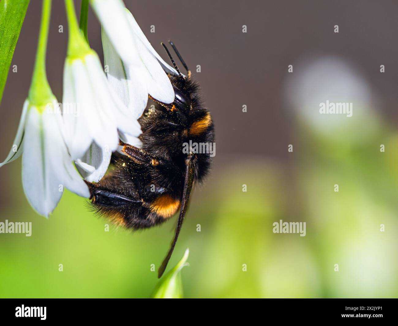Bumblebee on Three-Cornered Leek, Snowbell, Allium triquetrum in forest ...