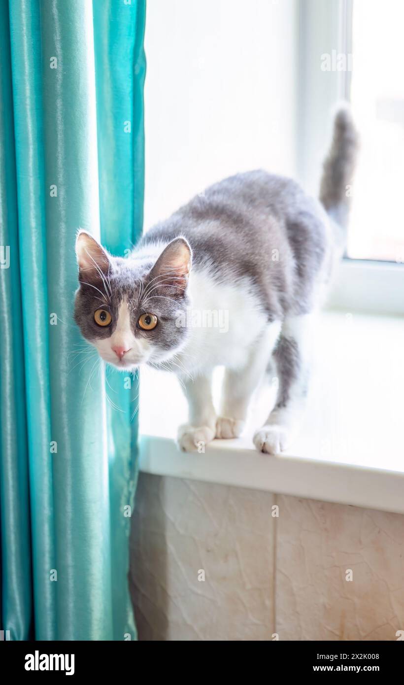 Young gray cat with big yellow eyes hunting and going to jump from the ...