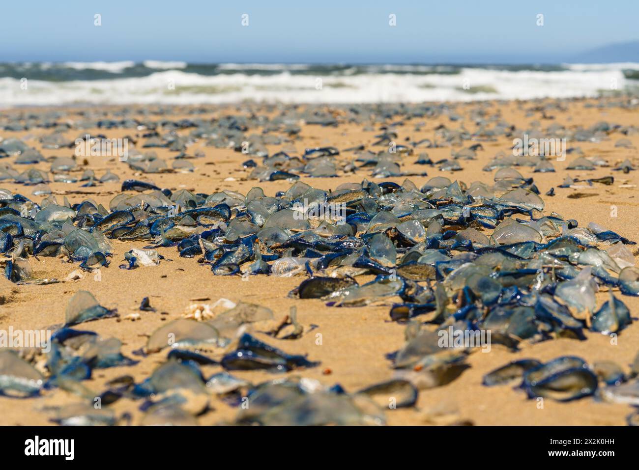 Hundreds of blue jellyfish litter the sandy beach, stretching toward ...