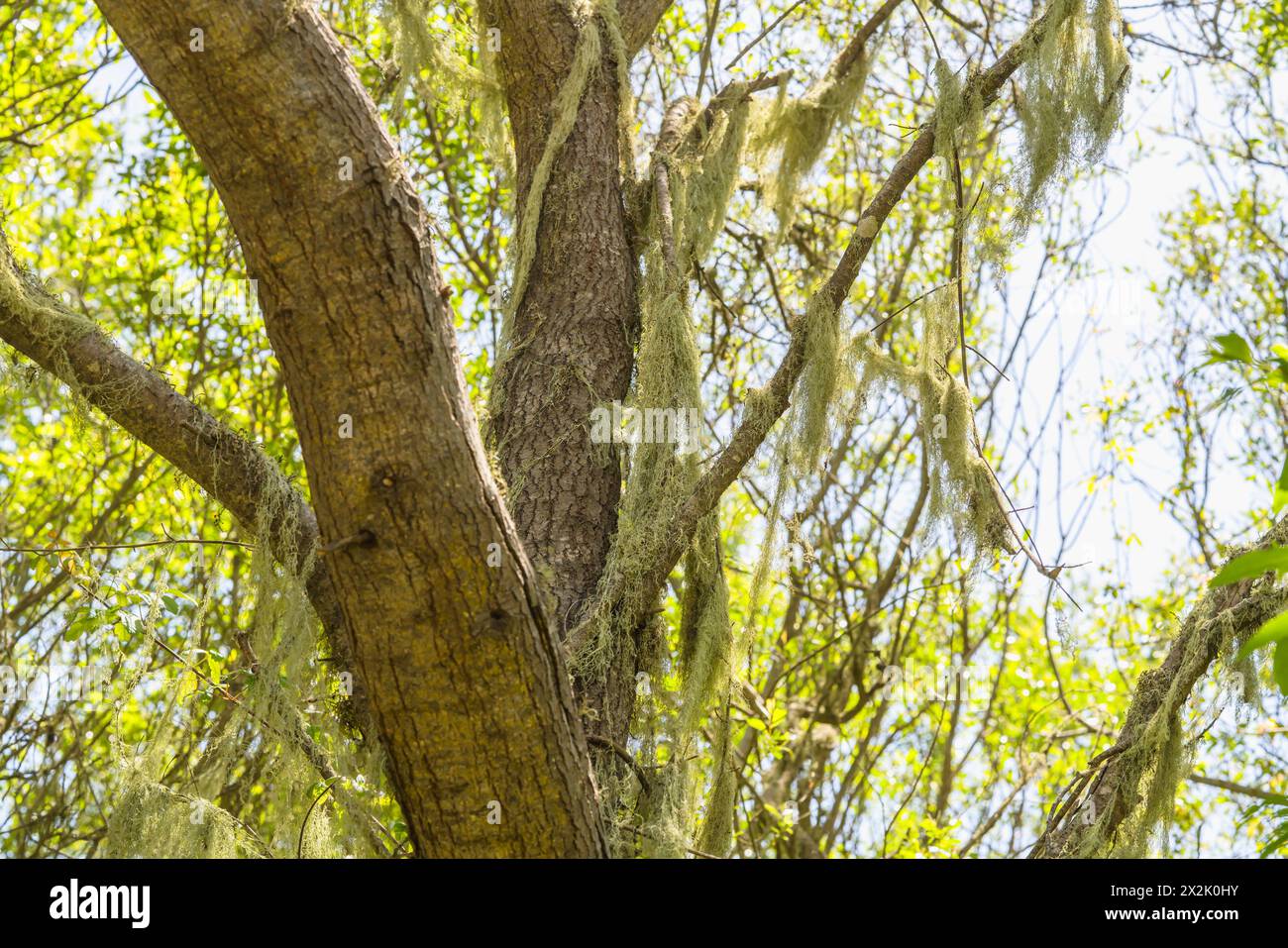 Spanish moss hangs from the branches of a tree in a sunlit forest ...