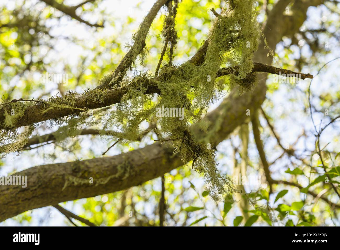 Tree branches covered in Spanish moss, with a background of dappled ...
