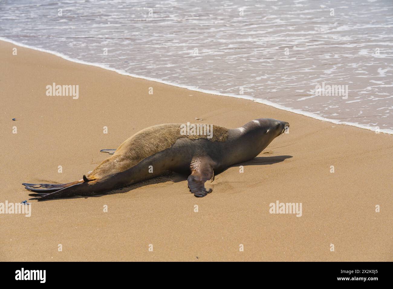 A seal stretches and raises its head while basking on a sandy beach ...