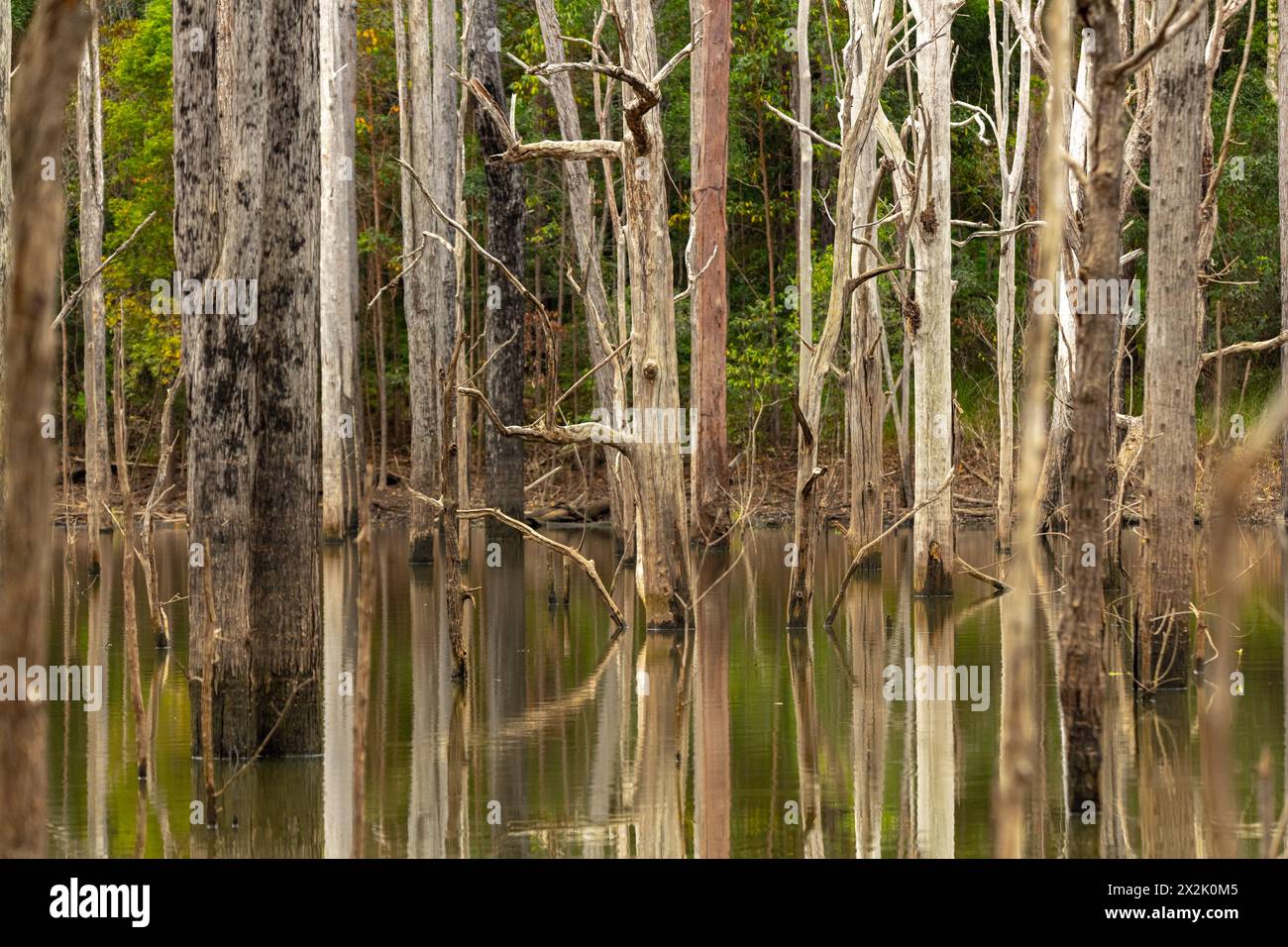 Panoramic swamp view in Queensland, Australia during autumn season with ...