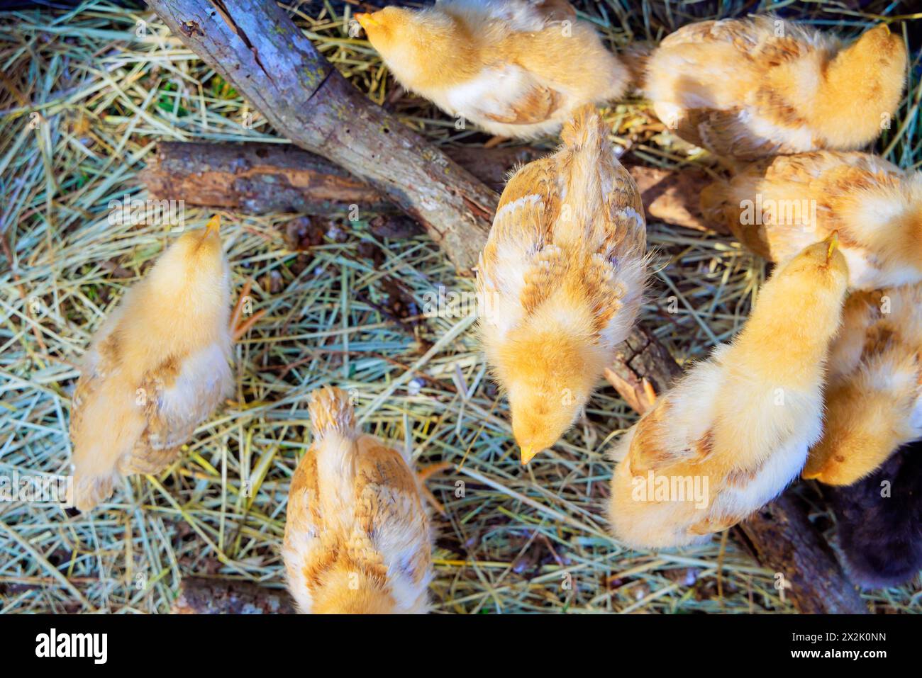 There are cute little furry chickens walking in sunny summer day Stock ...