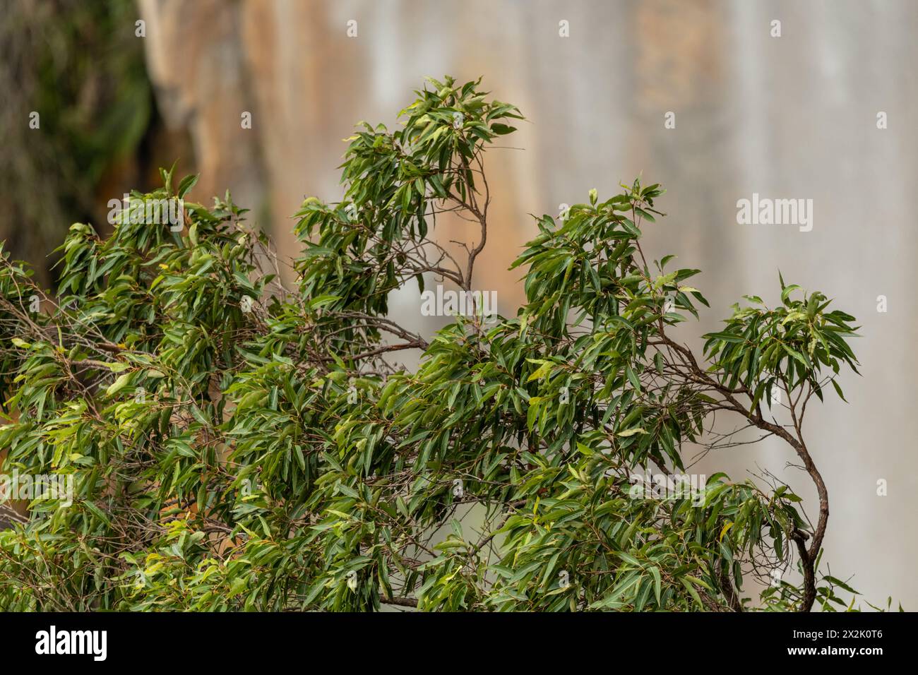 Stunning rainforest with dense, lush landscape surrounding the ...