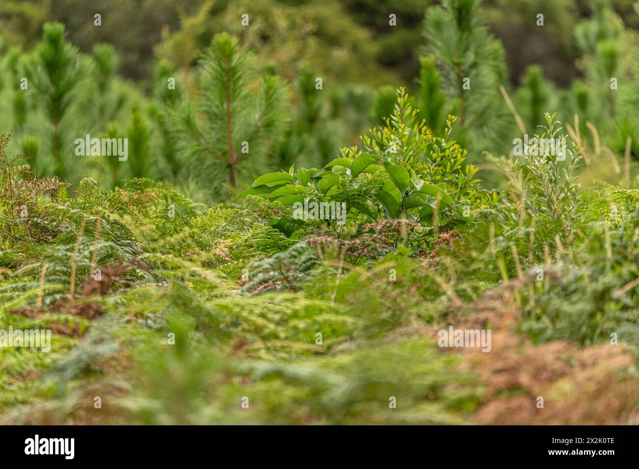 Stunning rainforest with dense, lush landscape surrounding the ...