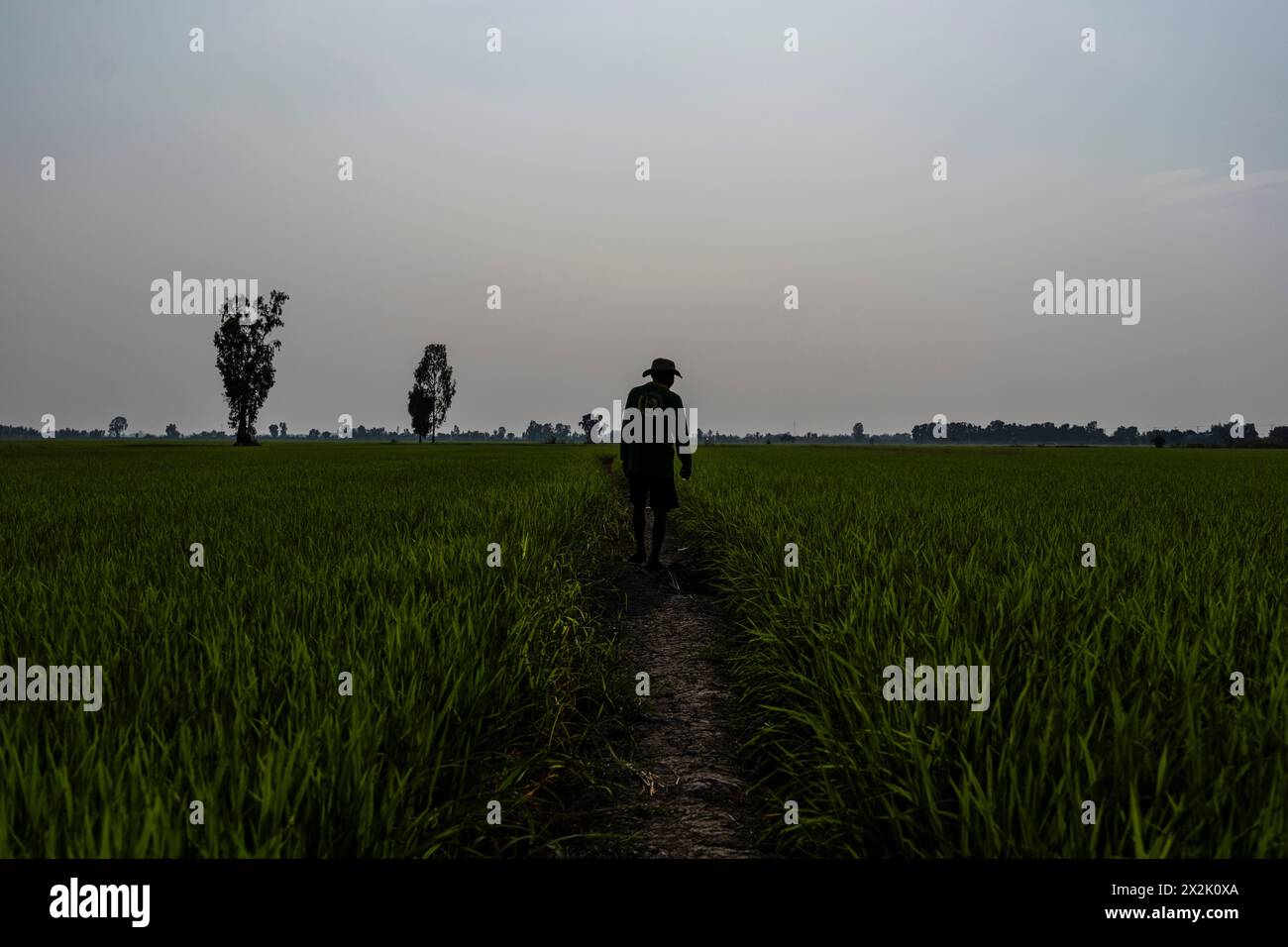 A worker surveys Vo Van Van's rice fields after spraying fertilizer ...