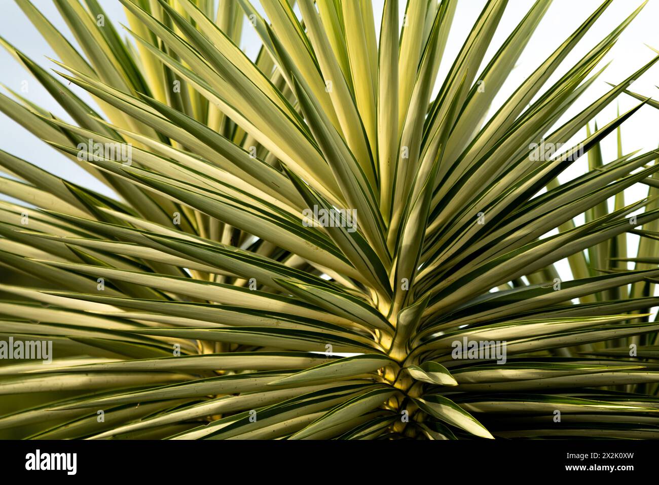 Palmetto palm plants hi-res stock photography and images - Alamy