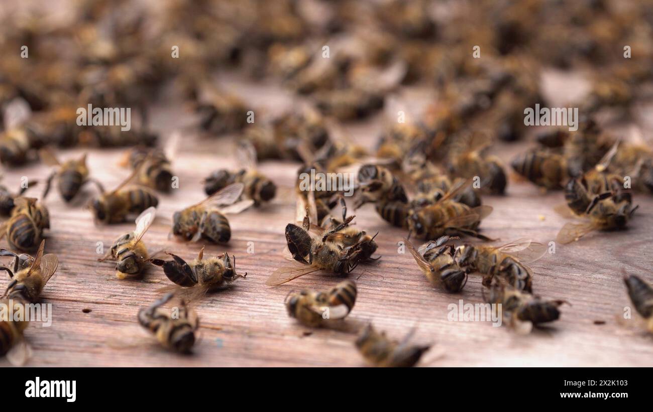 Dead bees in the hive. Colony Collapse Disorder. Starvation, pesticide ...