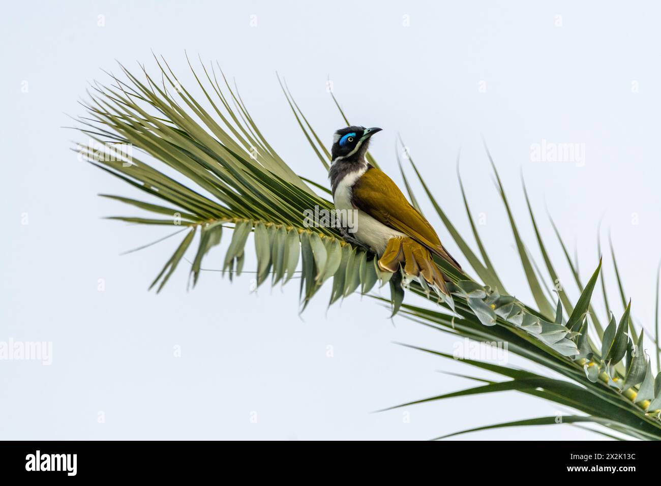 Blue-Faced Honeyeater (Entomyzon cyanotis) seen in the wild perched on ...