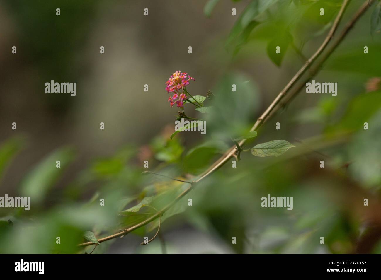 Stunning rainforest with dense, lush landscape surrounding the ...