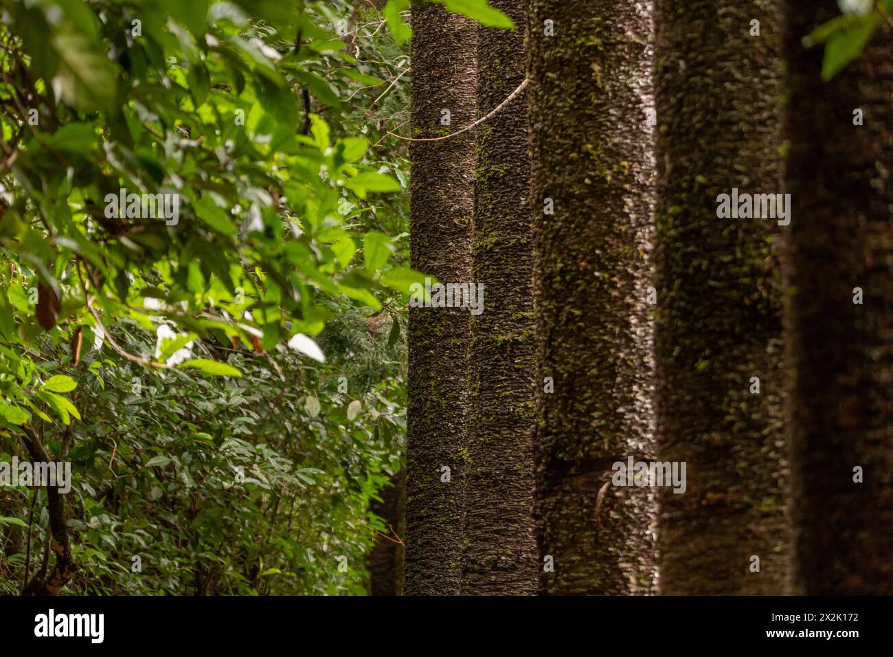 Stunning rainforest with dense, lush landscape surrounding the ...